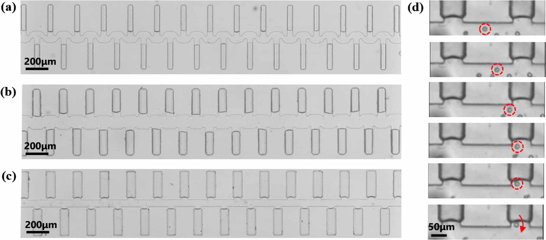 High-throughput acoustofluidic microchannels for single cell rotation ...
