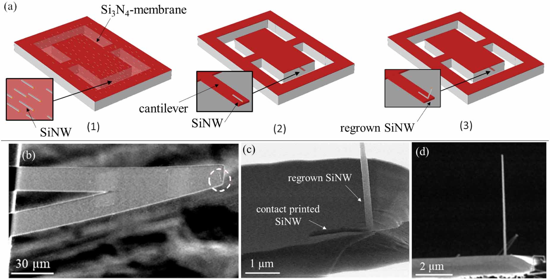 Exploring nanowire regrowth for the integration of bottom-up grown ...