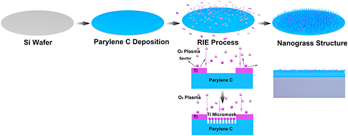 Adhesion enhancement strategy for Parylene C substrate by nanograss ...