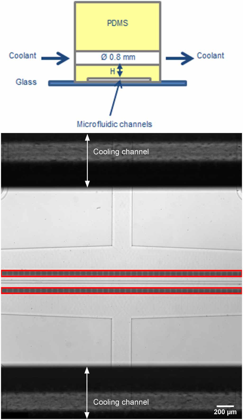 Integrated cooling system for microfluidic PDMS devices used in ...