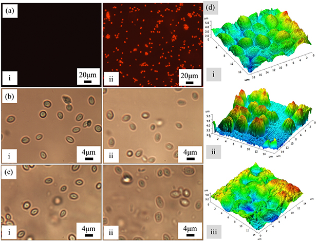 Drug loading and drive control of magnetic microsphere robot - IOPscience
