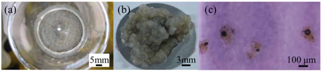 Drug loading and drive control of magnetic microsphere robot - IOPscience
