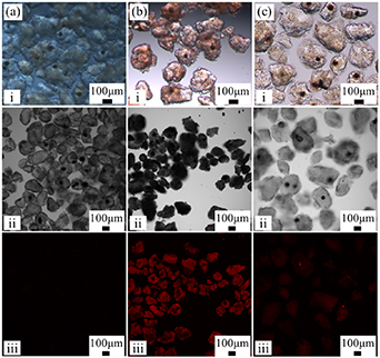 Drug loading and drive control of magnetic microsphere robot - IOPscience