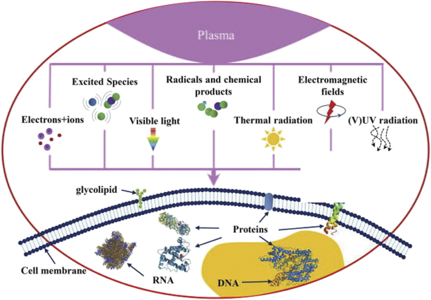 Foundations of plasmas for medical applications - IOPscience