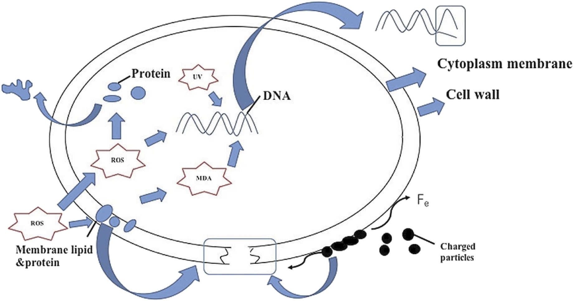 Foundations of plasmas for medical applications - IOPscience
