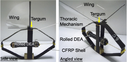 Lightweight mechanical amplifiers for rolled dielectric elastomer ...