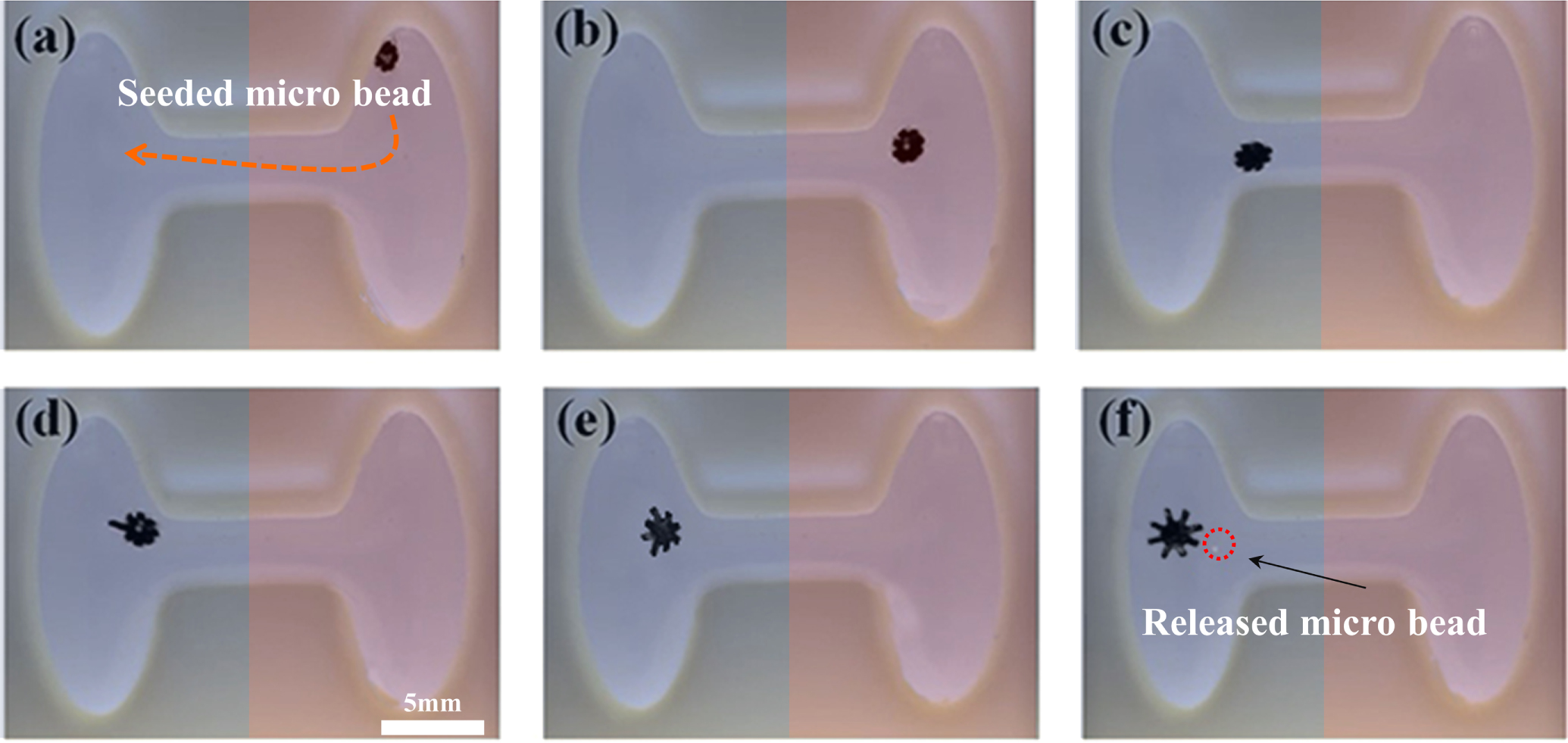 Magnetic actuated pH-responsive hydrogel-based soft micro-robot for ...
