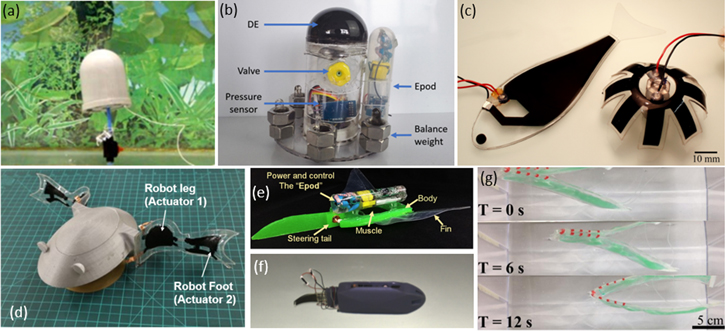 Soft robots based on dielectric elastomer actuators: a review - IOPscience