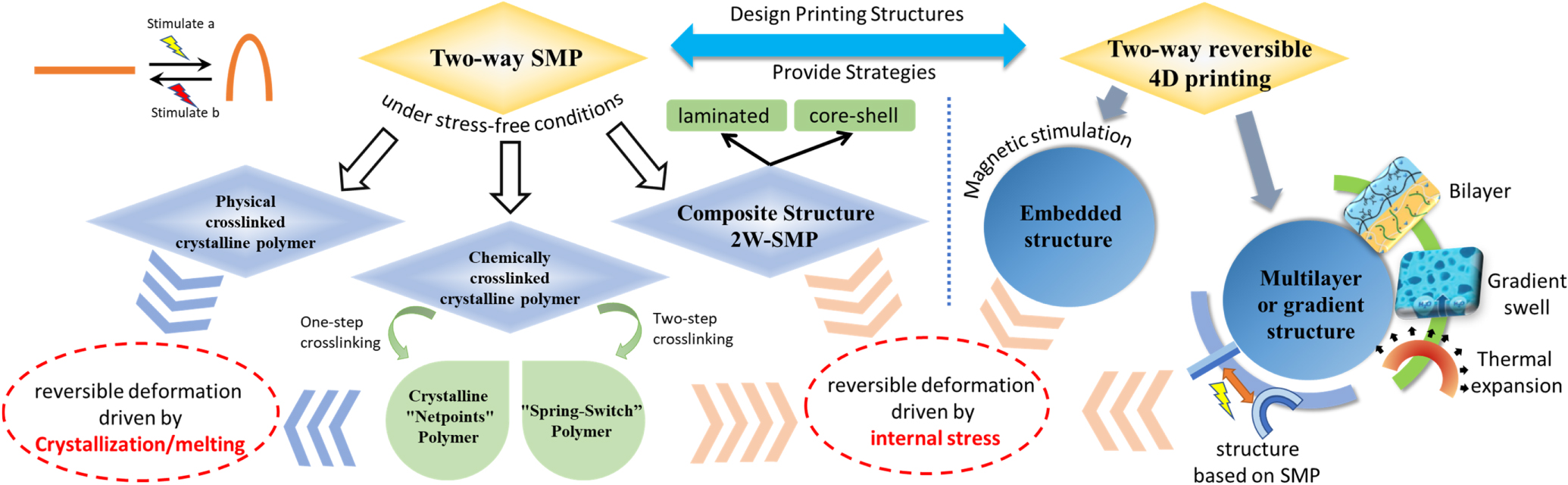 Recent advances of two-way shape memory polymers and four-dimensional ...