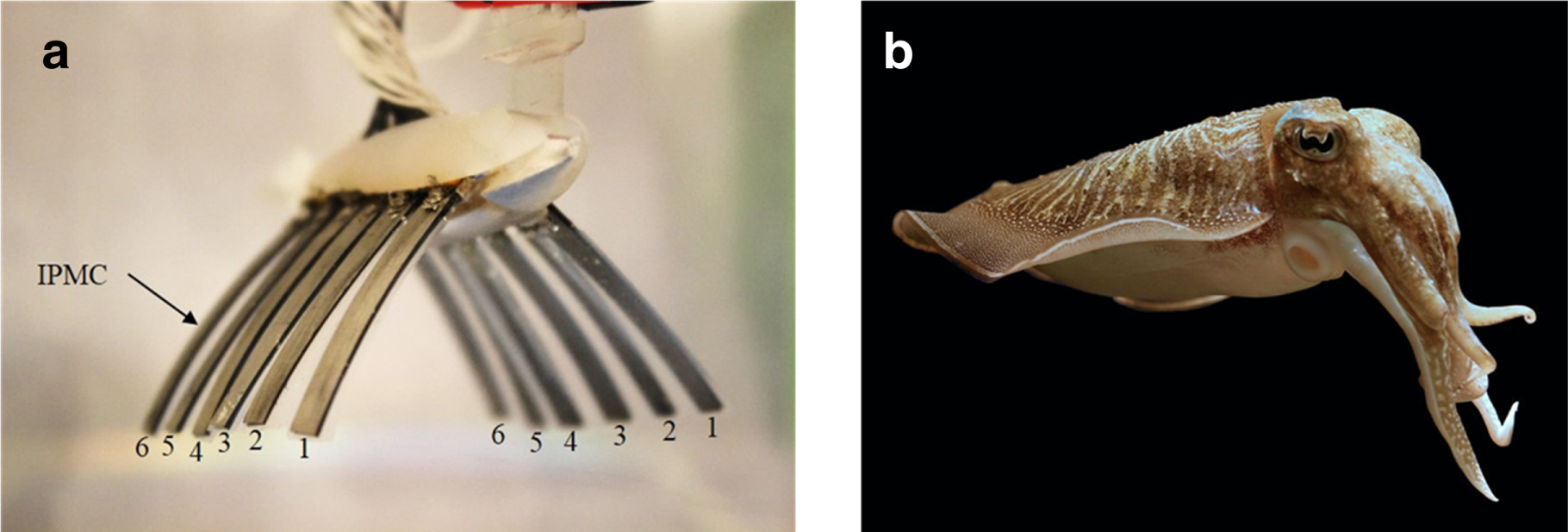 Basic design of a biomimetic underwater soft robot with switchable ...