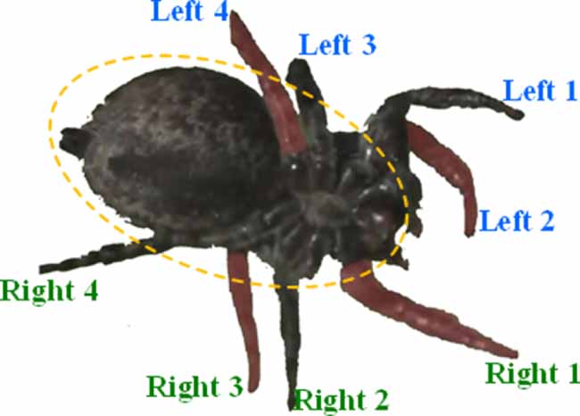 Study on a new type of miniature piezo walking robot - IOPscience