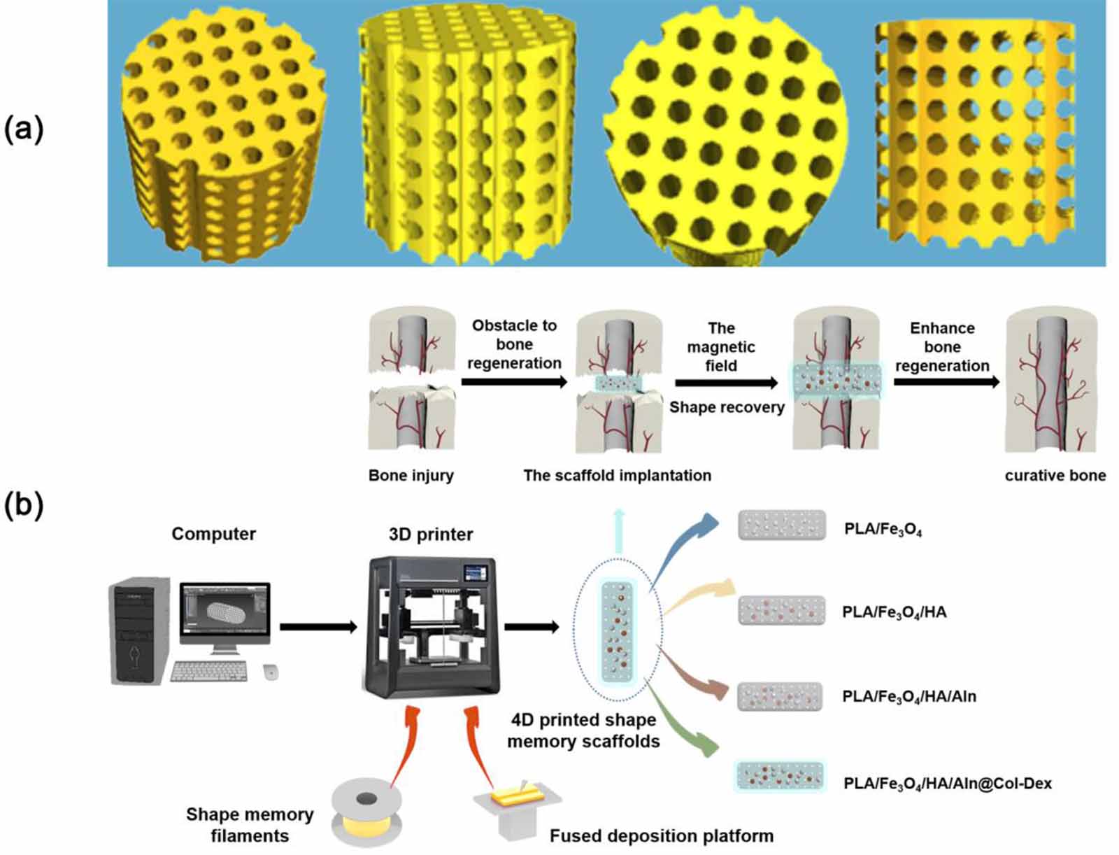 In-vitro and in-vivo studies of 4D printed shape memory scaffolds with ...