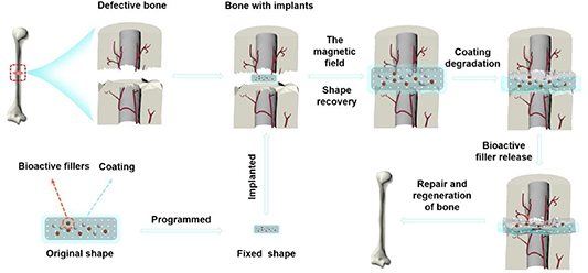 In-vitro and in-vivo studies of 4D printed shape memory scaffolds with ...