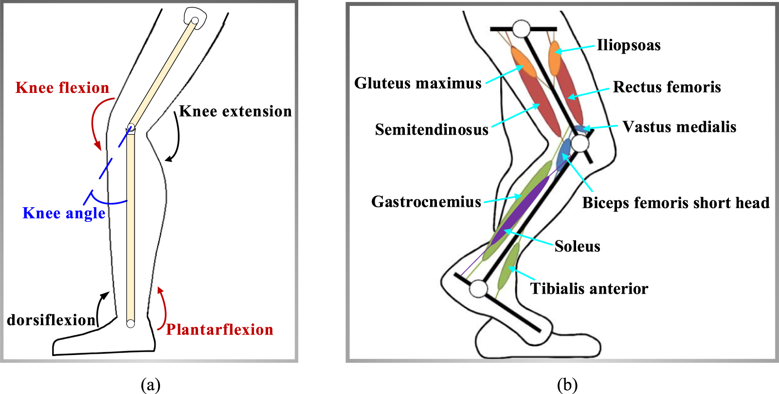 Design and implementation of knee-ankle exoskeleton for energy ...