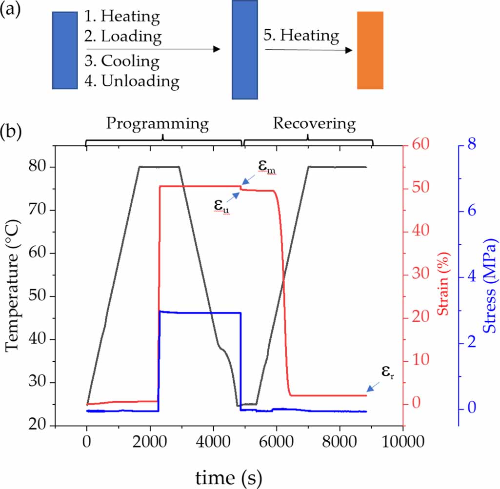 Thermo/hydration responsive shape memory polymers with enhanced hydrophilicity for biomedical ...