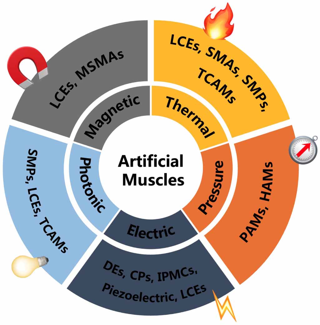 A review of shape memory alloy artificial muscles in bionic ...