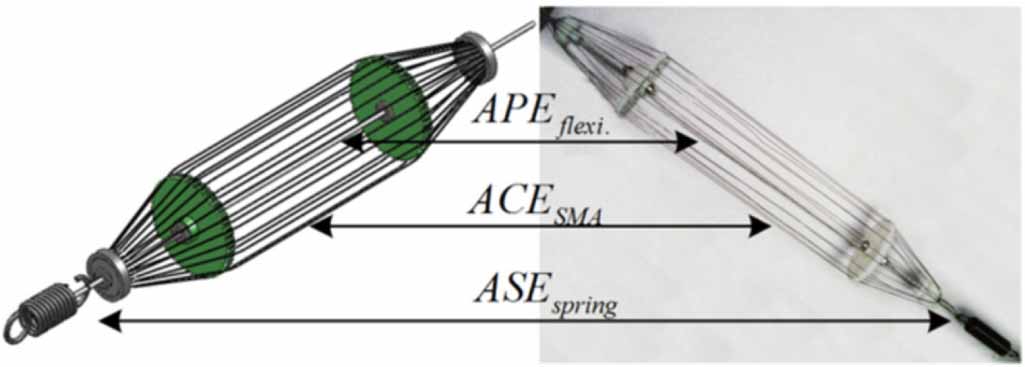 A review of shape memory alloy artificial muscles in bionic ...