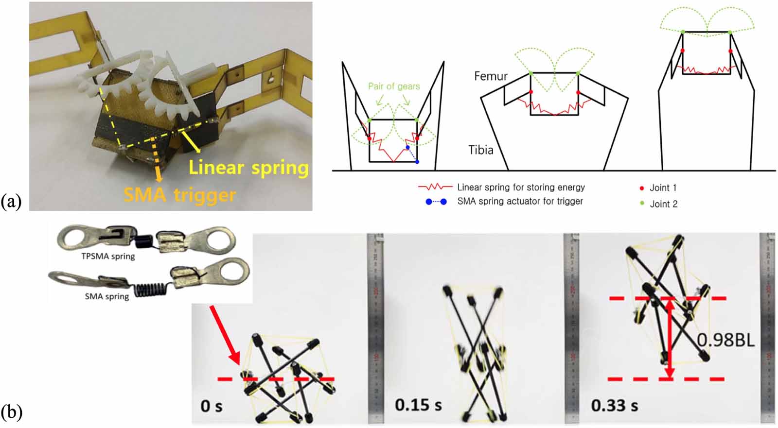 A review of shape memory alloy artificial muscles in bionic ...