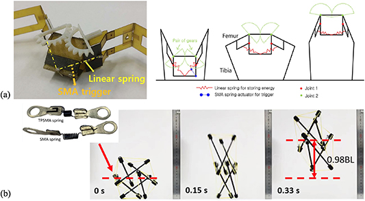 A review of shape memory alloy artificial muscles in bionic ...