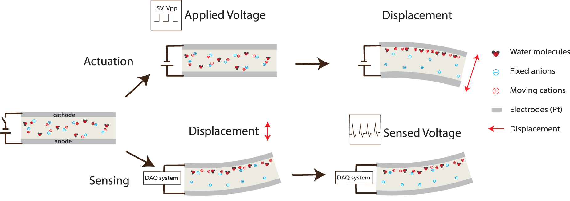 Manufacturing thin ionic polymer metal composite for sensing at the ...