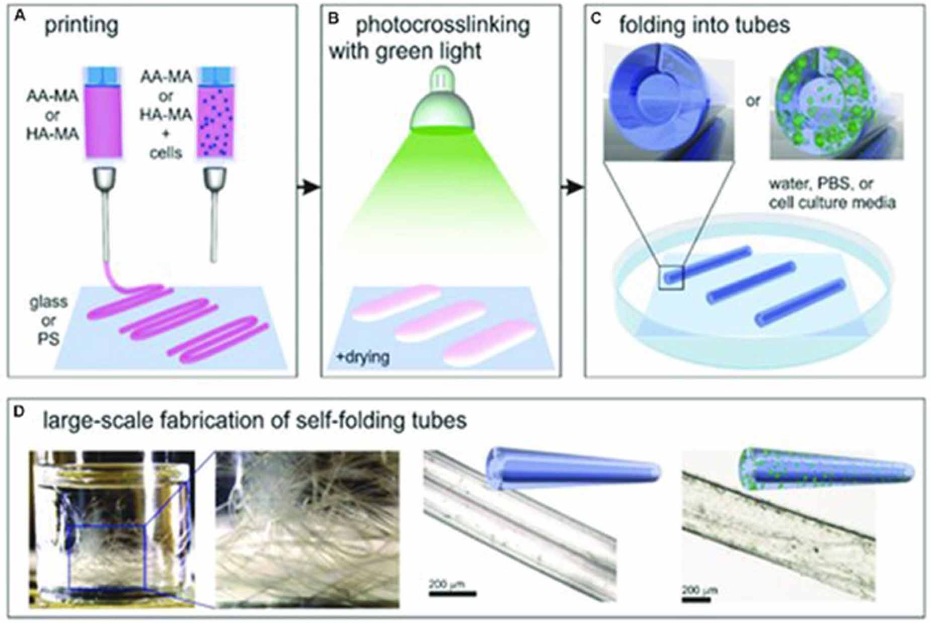 4D printing roadmap - IOPscience
