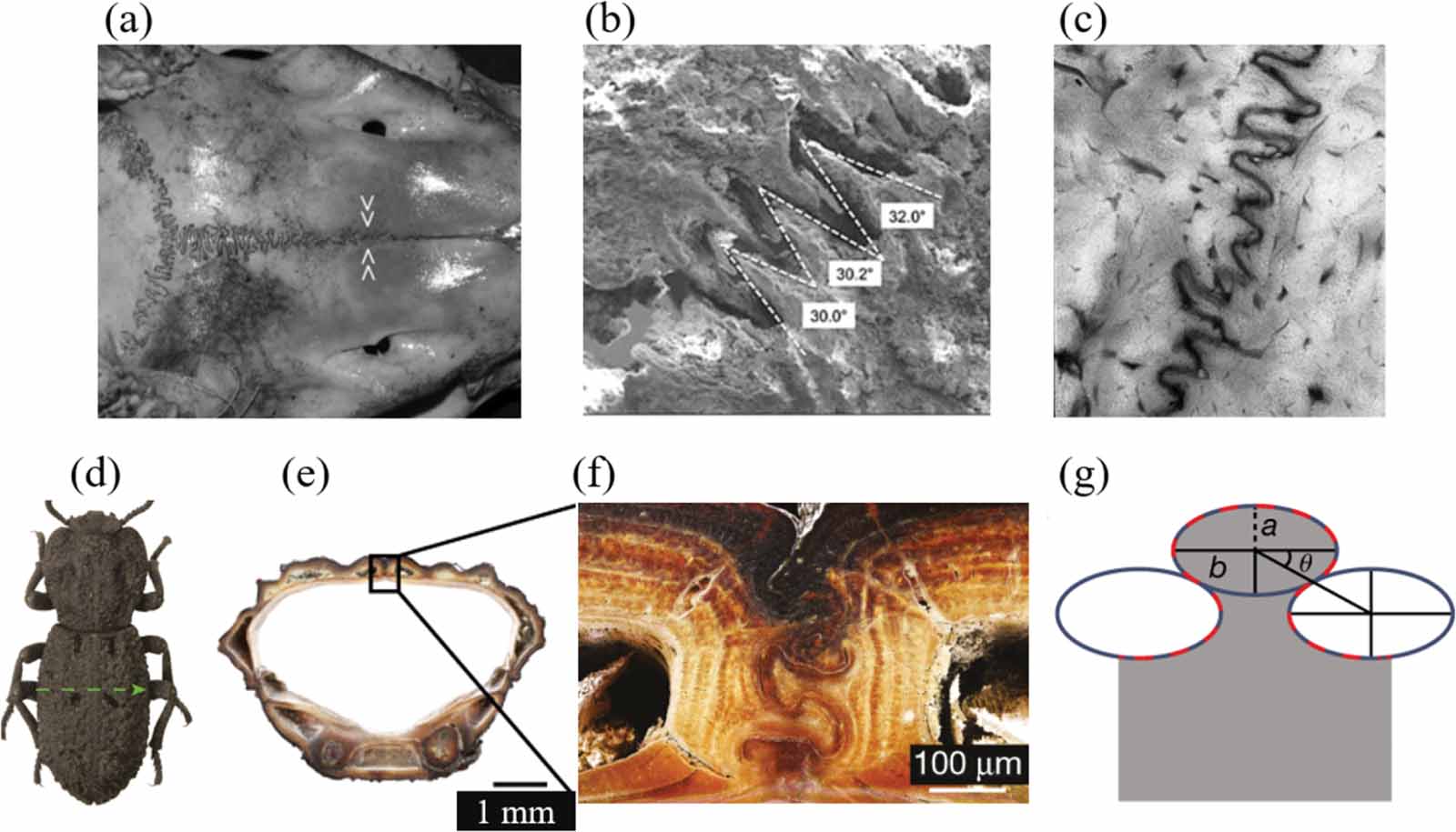 Bio-inspired suture architectures for enhanced impact resistance in 3D ...