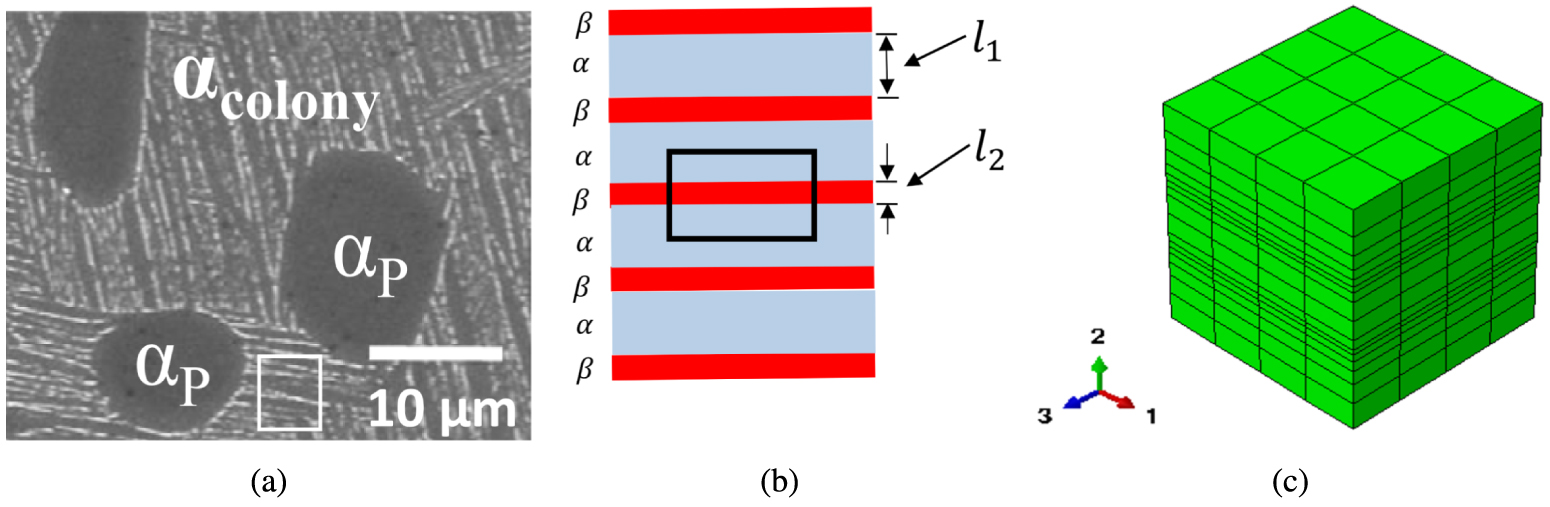 Crystal plasticity based homogenized model for lamellar colonies of near-α and titanium alloys ...