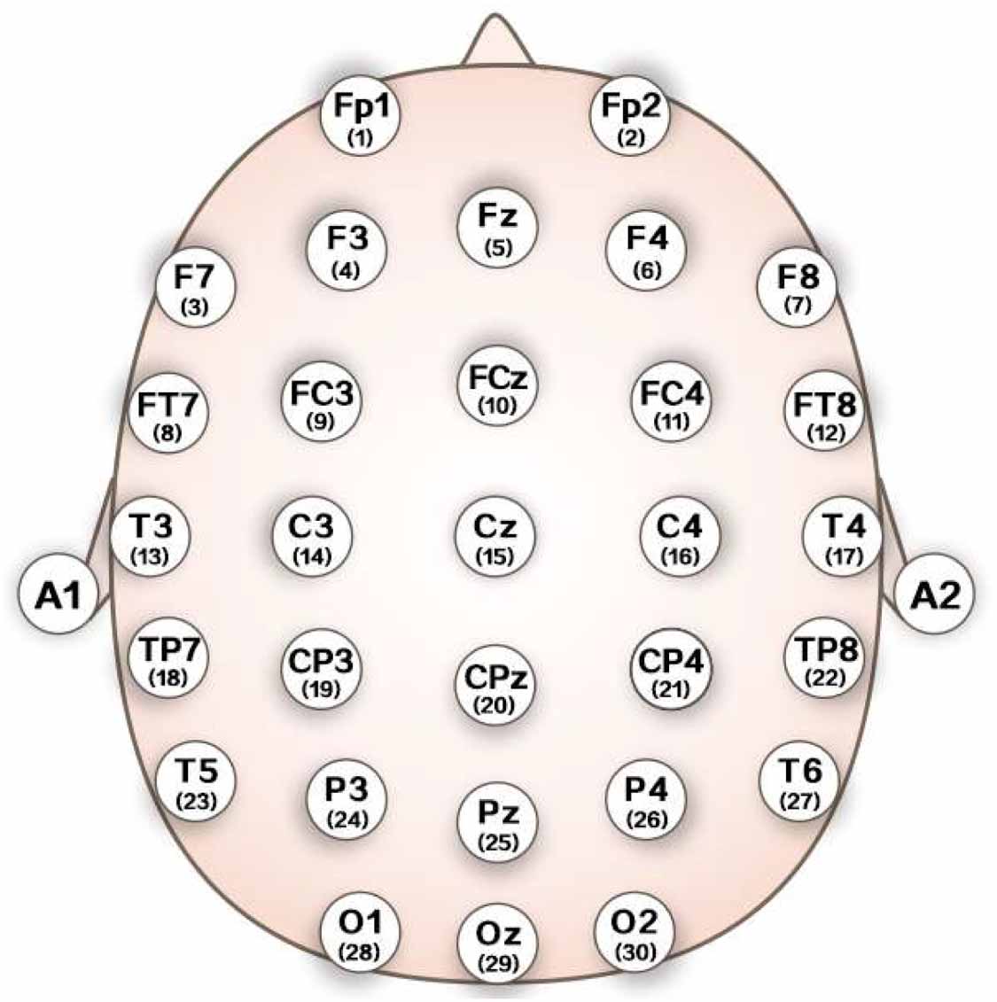Feature extraction of EEG signals based on functional data analysis and ...
