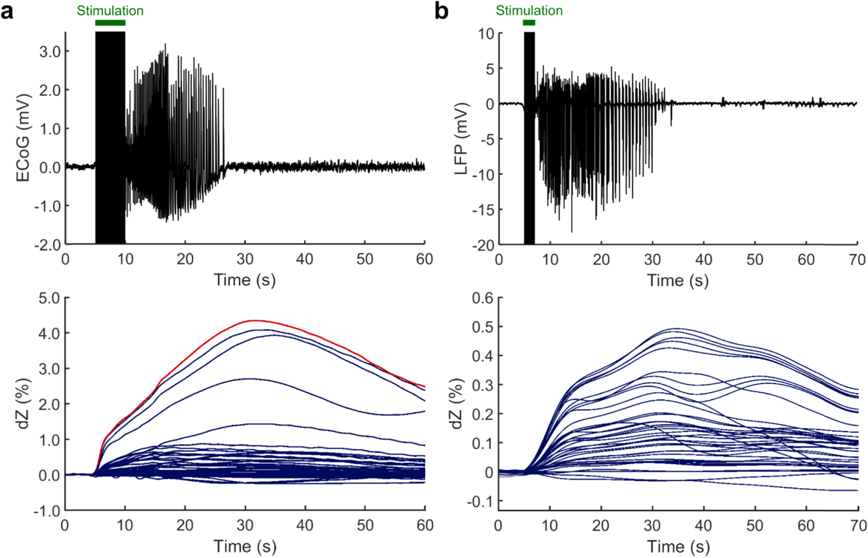 Imaging slow brain activity during neocortical and hippocampal ...