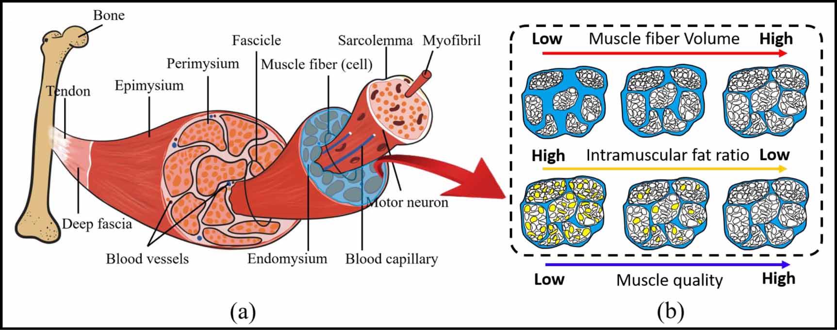 Long-term phase angle muscle imaging under electrical muscle ...