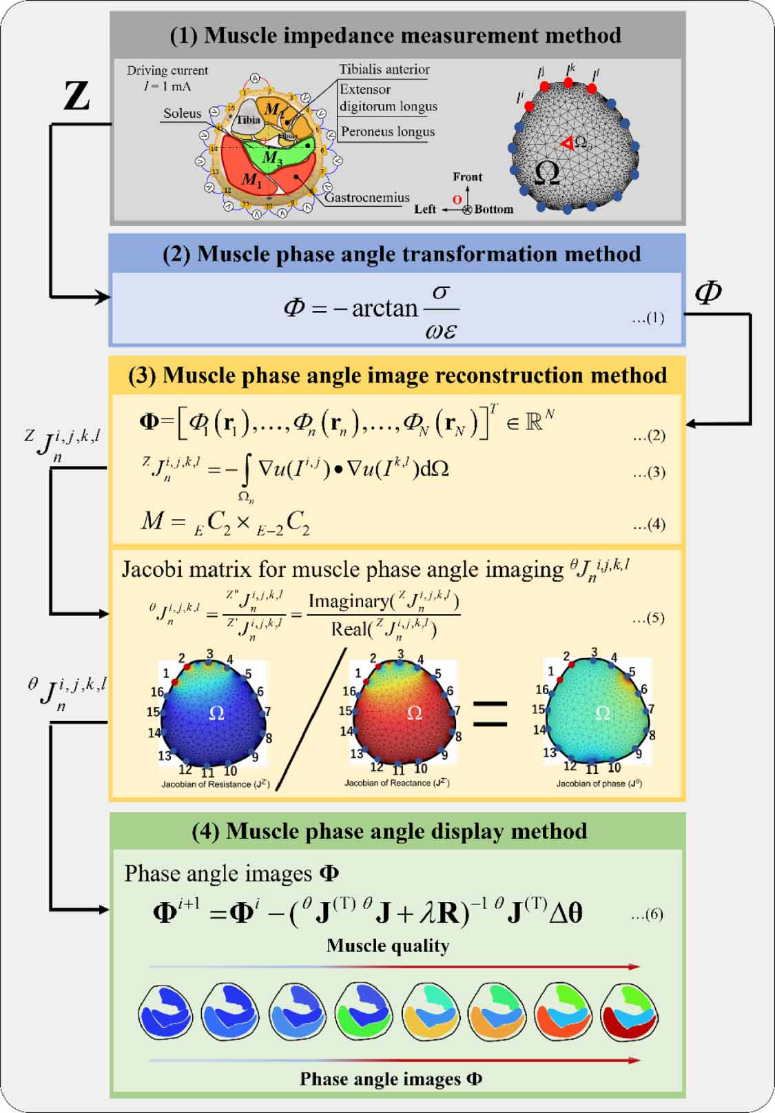 Long-term phase angle muscle imaging under electrical muscle ...