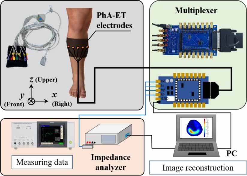 Long-term phase angle muscle imaging under electrical muscle ...