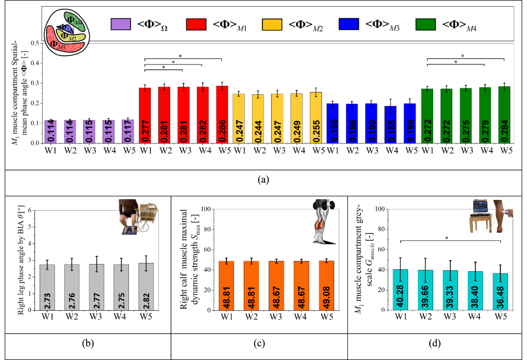 Long-term phase angle muscle imaging under electrical muscle ...