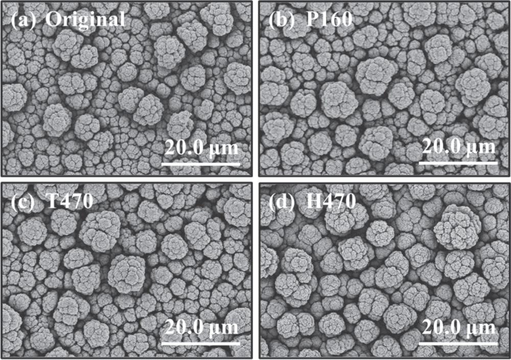 The effects of radio frequency atmospheric pressure plasma and thermal ...