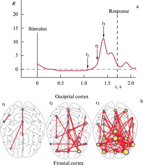 Functional networks of the brain: from connectivity restoration to ...