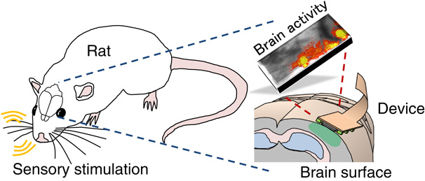 Intrinsic signal imaging of brain function using a small implantable ...