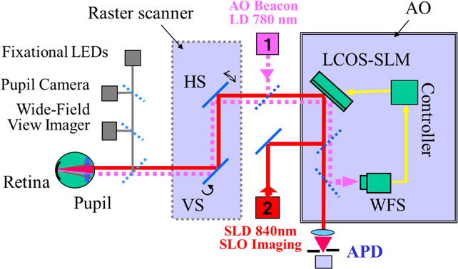 Adaptive optics scanning laser ophthalmoscope using liquid crystal on ...