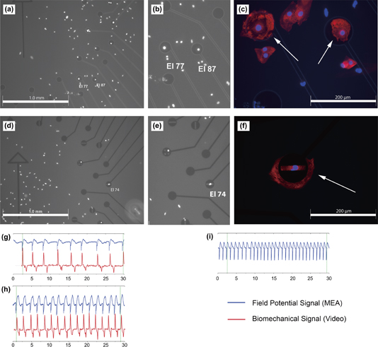 Microelectrode array for noninvasive analysis of cardiomyocytes at the ...