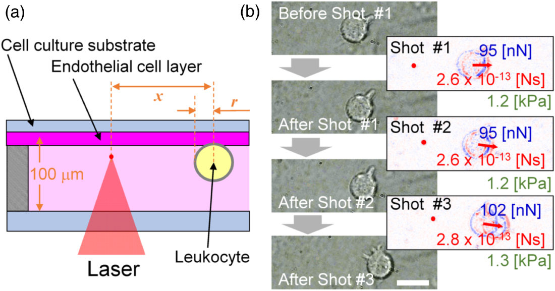 Applications of the femtosecond laser-induced impulse to cell research ...