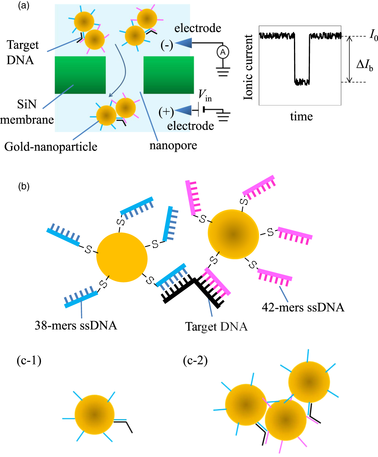 Target DNA detection by solid-state nanopores using gold nanoparticle ...