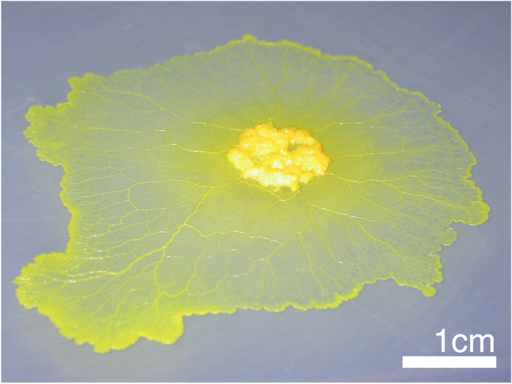 Amoeba-inspired combinatorial optimization machines - IOPscience