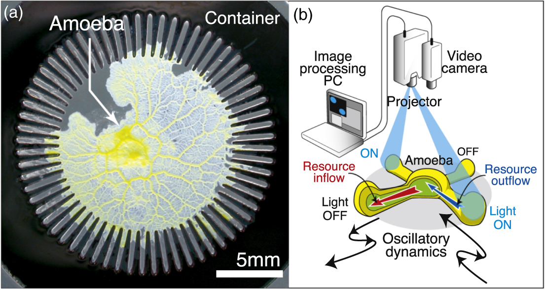 Amoeba-inspired combinatorial optimization machines - IOPscience