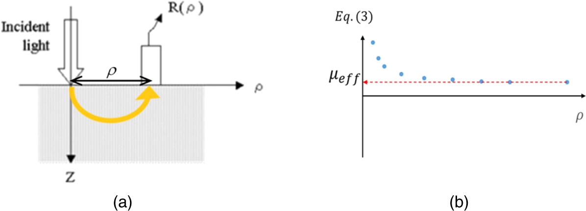Development of a technique to measure local scattering in turbid media ...