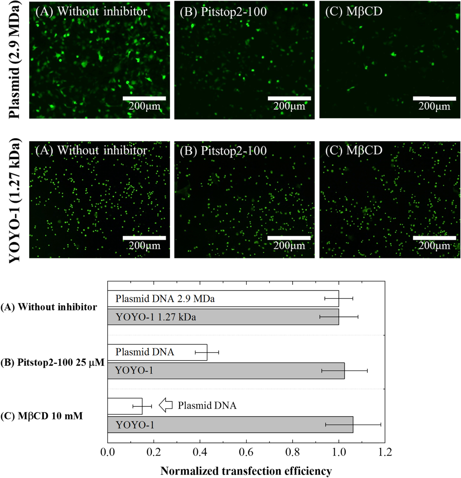 The new technology of molecular and gene introduction method using ...