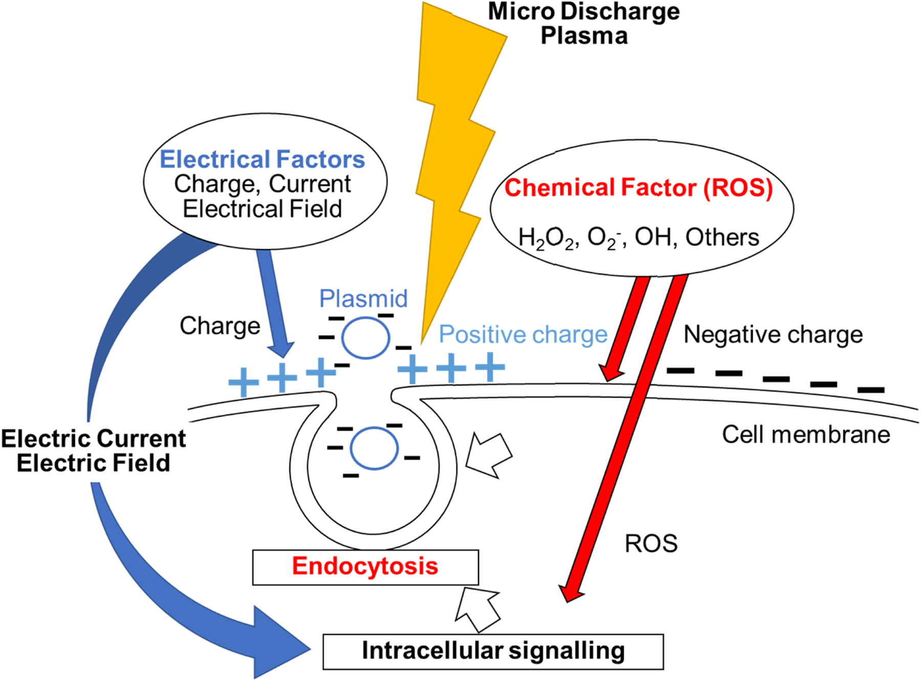 The new technology of molecular and gene introduction method using ...
