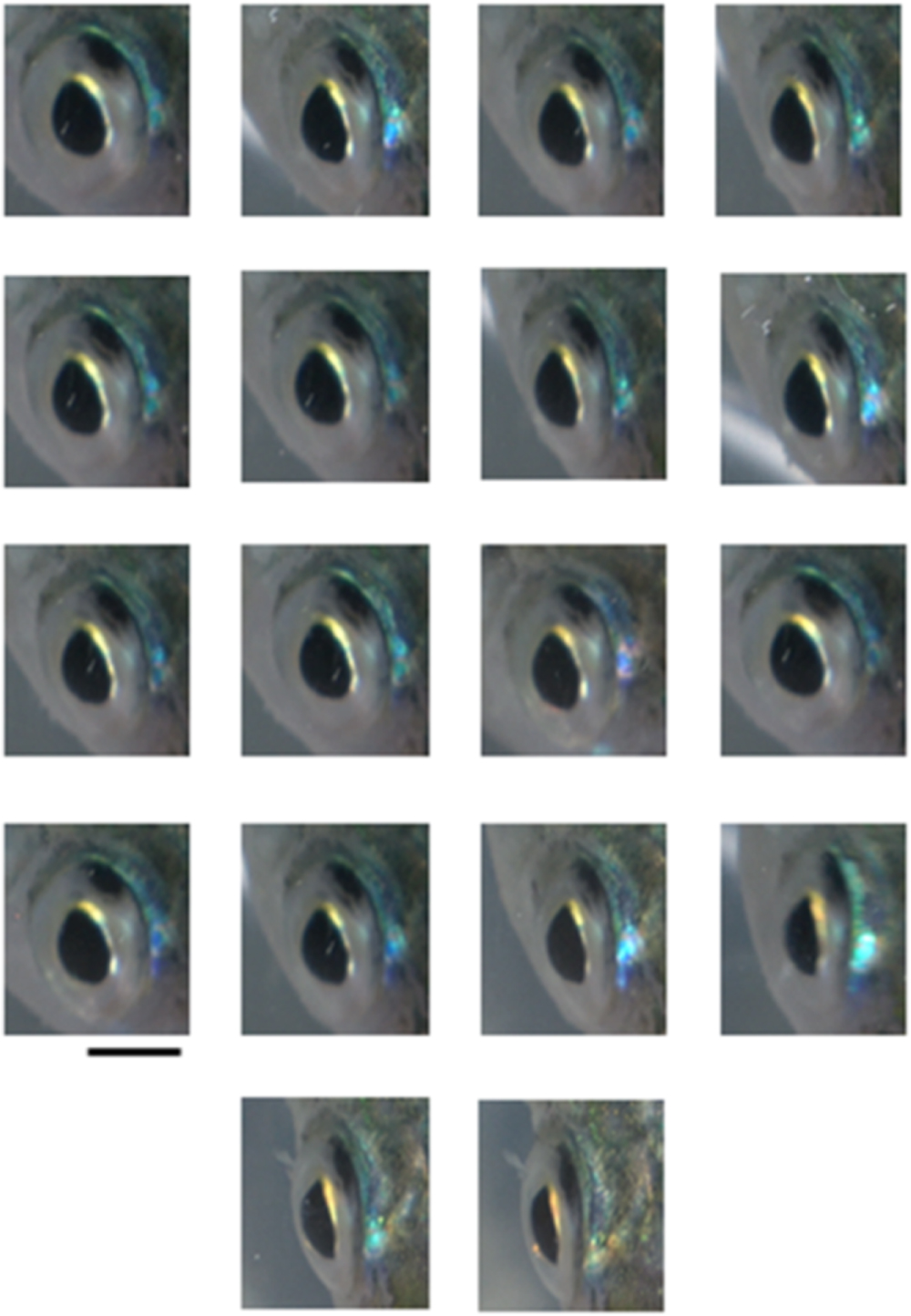 Dynamic blinking in the head of hardyhead silverside fish - IOPscience