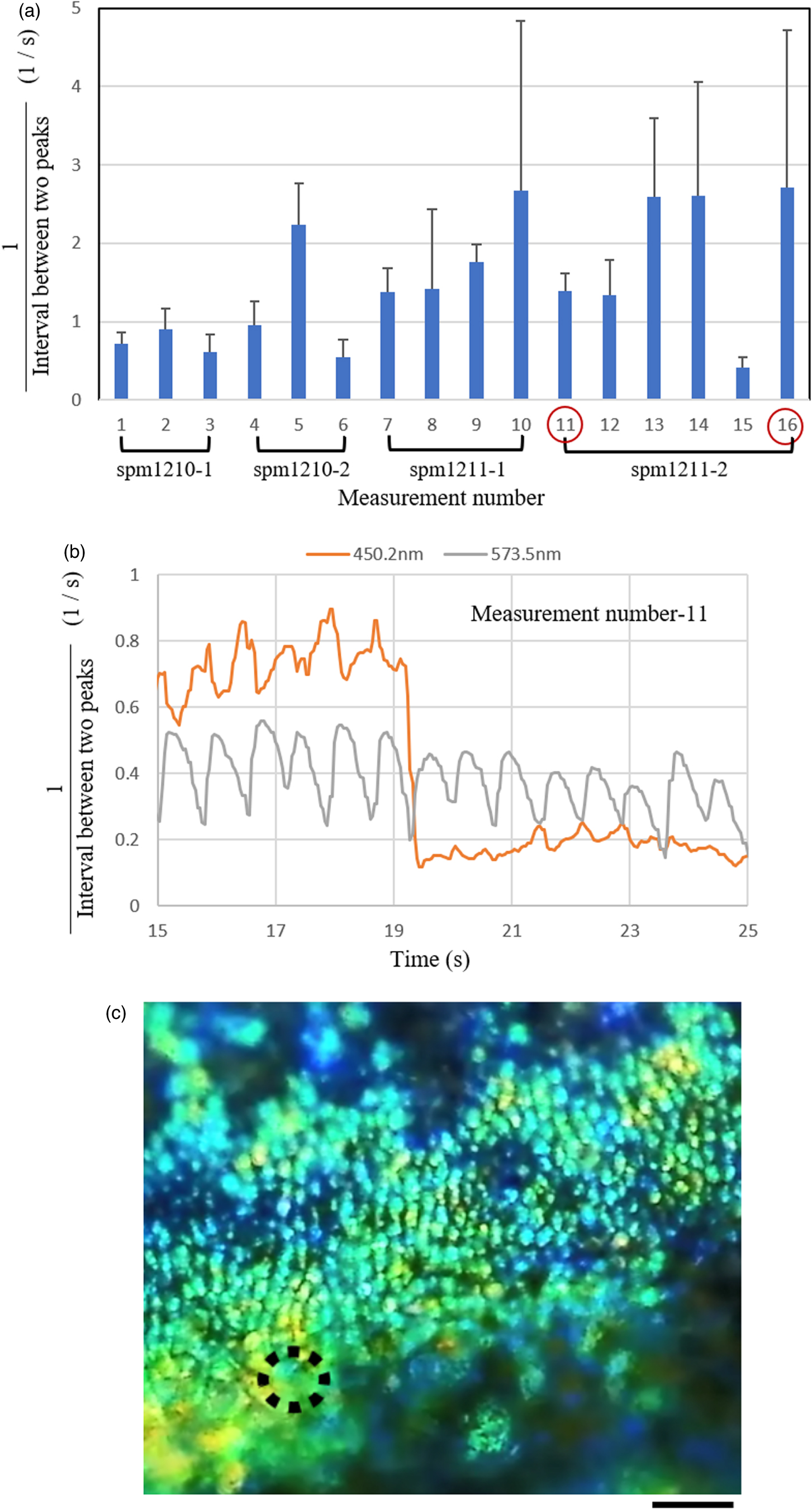 Dynamic blinking in the head of hardyhead silverside fish - IOPscience