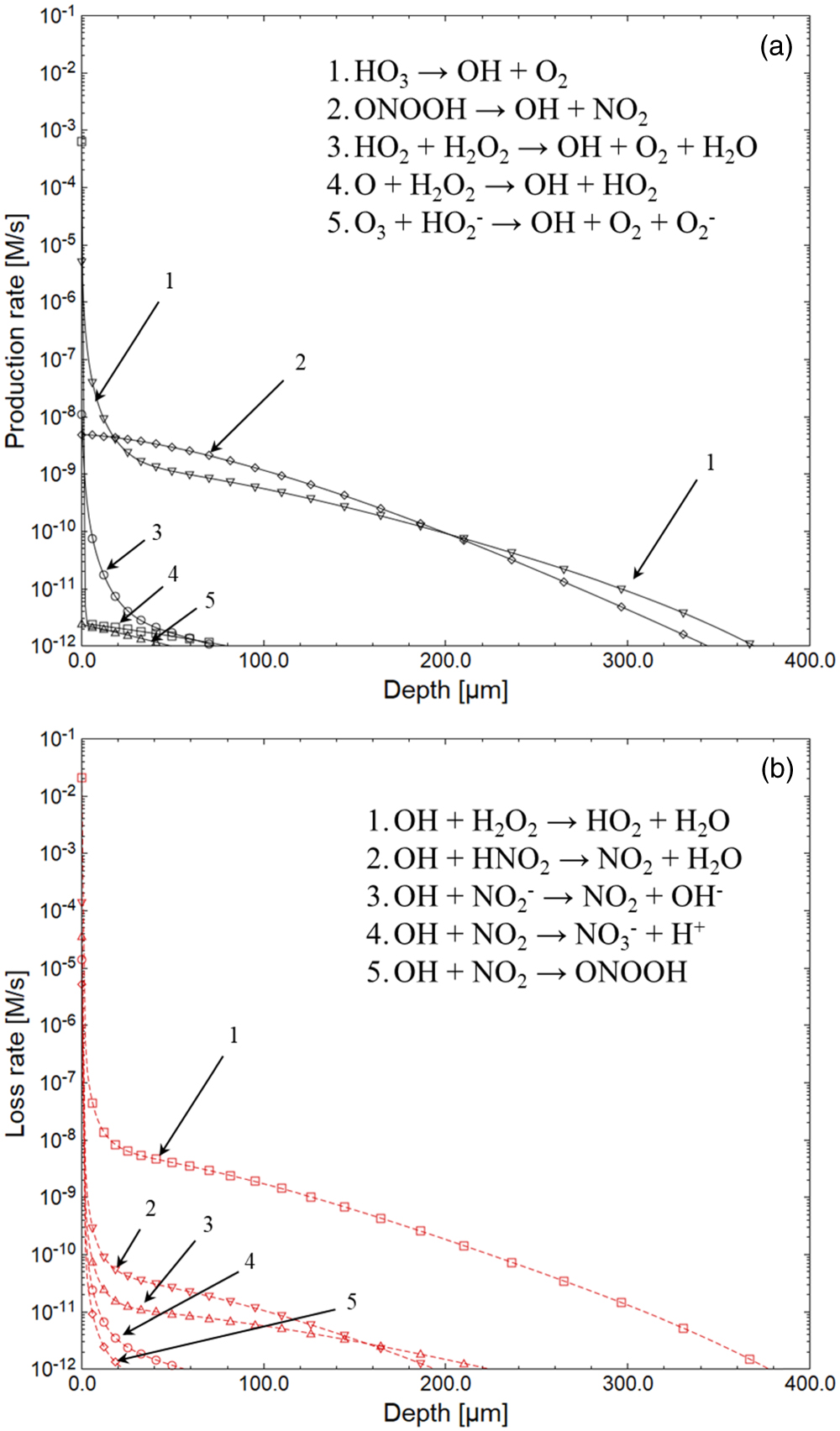 Roles of the reaction boundary layer and long diffusion of stable ...