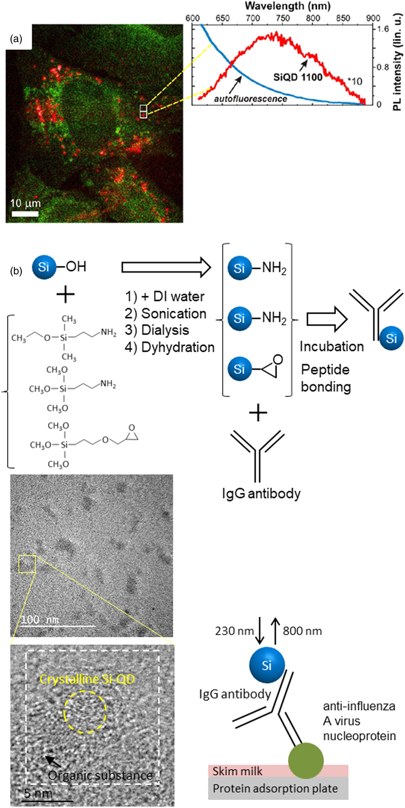 Colloidal solution of boron and phosphorus codoped silicon quantum dots ...