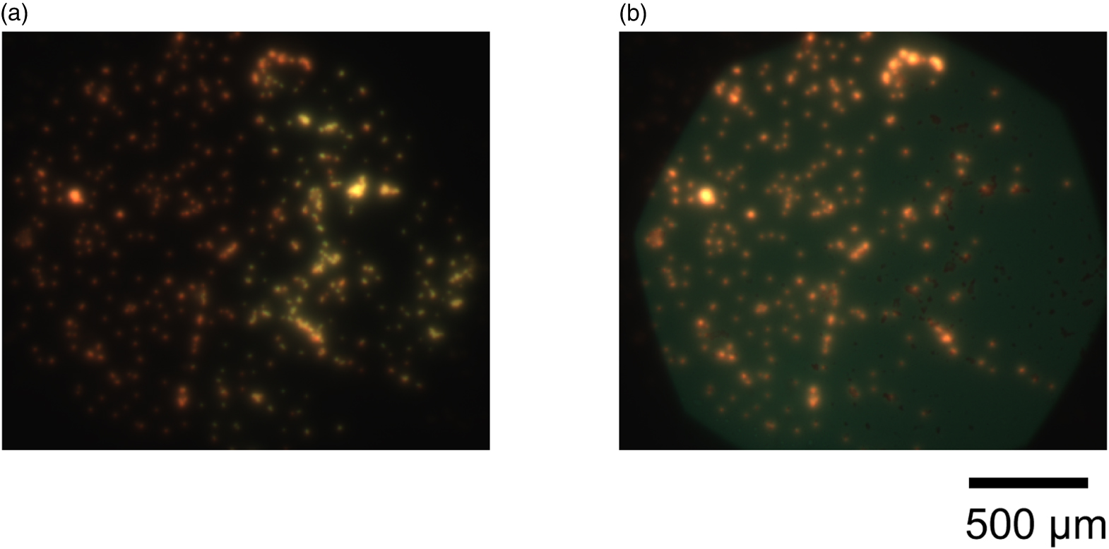 Lensless dual-color fluorescence imaging device using hybrid filter ...